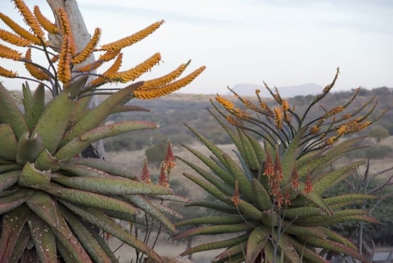 15 Large Leaf Succulents - Gardential.com