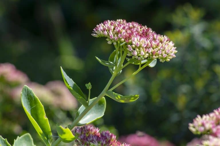 11 Best Succulents for Texas - Gardential.com