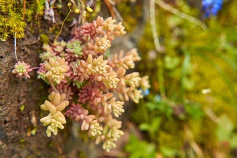 13 Best Succulents for Florida - Gardential.com
