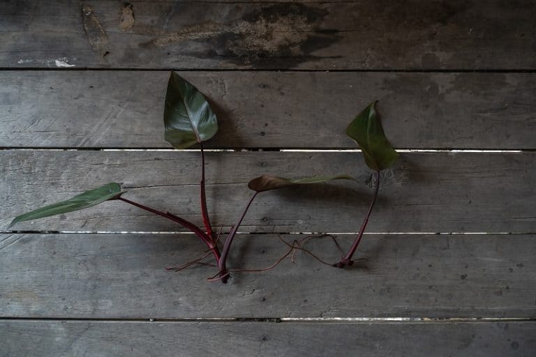 Philodendron Dark Lord Care and Propagation - Gardential.com