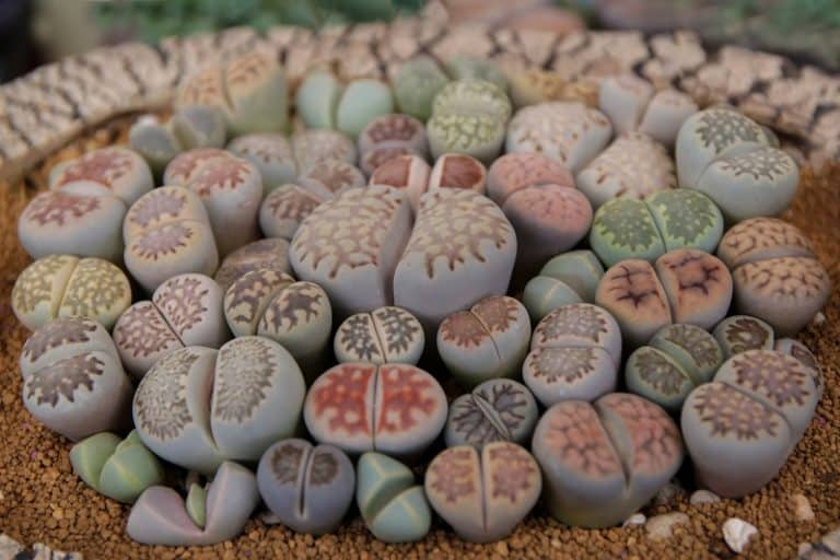 Why Are My Lithops Shriveling? - Gardential.com