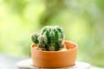 Why Is My Cactus Squishy? - Gardential.com