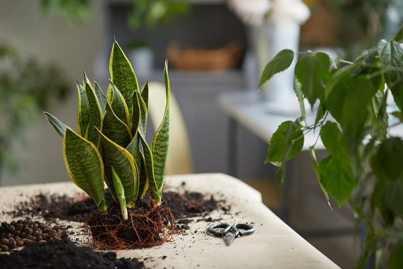 Why Your Snake Plant Has No Roots Gardential