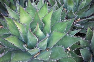 8 Best Succulents for Zone 7 - Gardential.com