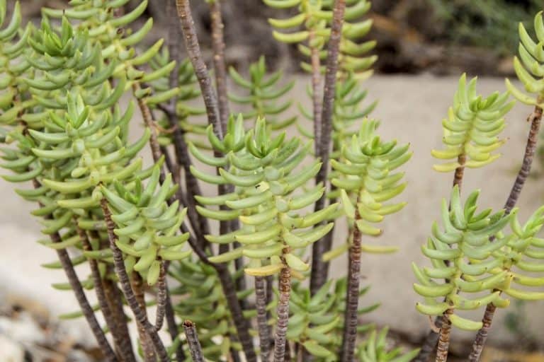 Crassula Tetragona Care and Propagation - Gardential.com