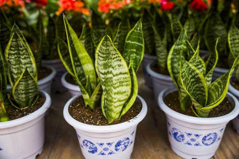 Is Snake Plant A Succulent? - Gardential.com