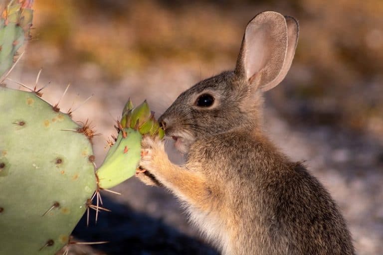What Animals Eat Cactus? - Gardential.com