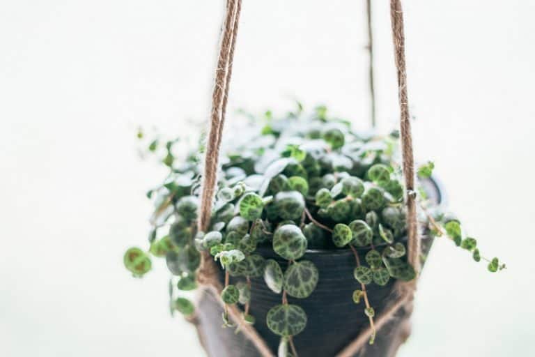 Is String Of Turtles A Succulent? - Gardential.com