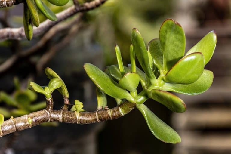 Succulent Stem Shriveling - Gardential.com