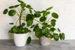 Pilea Leaves Curling - Gardential.com