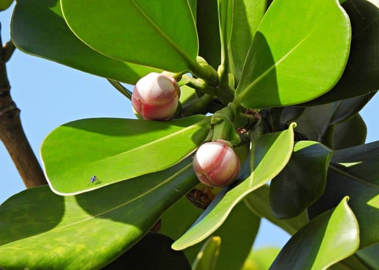 How To Propagate Autograph Plant? - Gardential.com