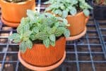 Why Is My Nerve Plant Drooping? - Gardential.com