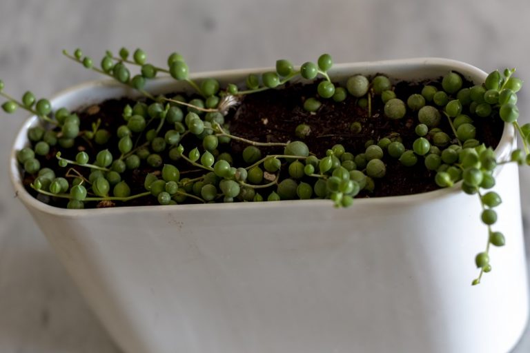 String Of Pearls Dying - Gardential.com