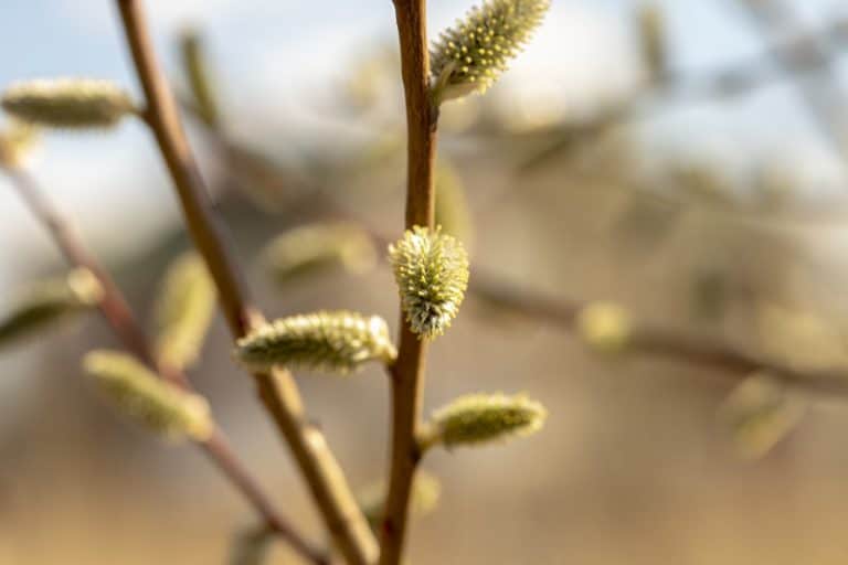 How To Preserve Willow Branches? - Gardential.com