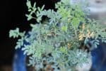 Why Is My Rue Plant Dying? - Gardential.com